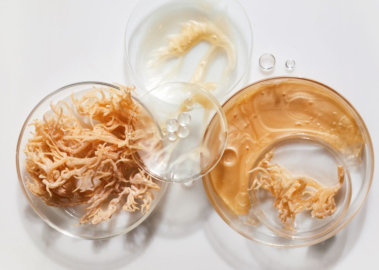 Is Sea Moss Good for Arthritis? 3 Surprising Anti-Inflammatory ...